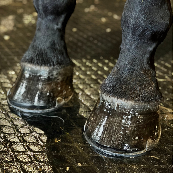 Honest Horse | HOOF SHINE - Honest Riders